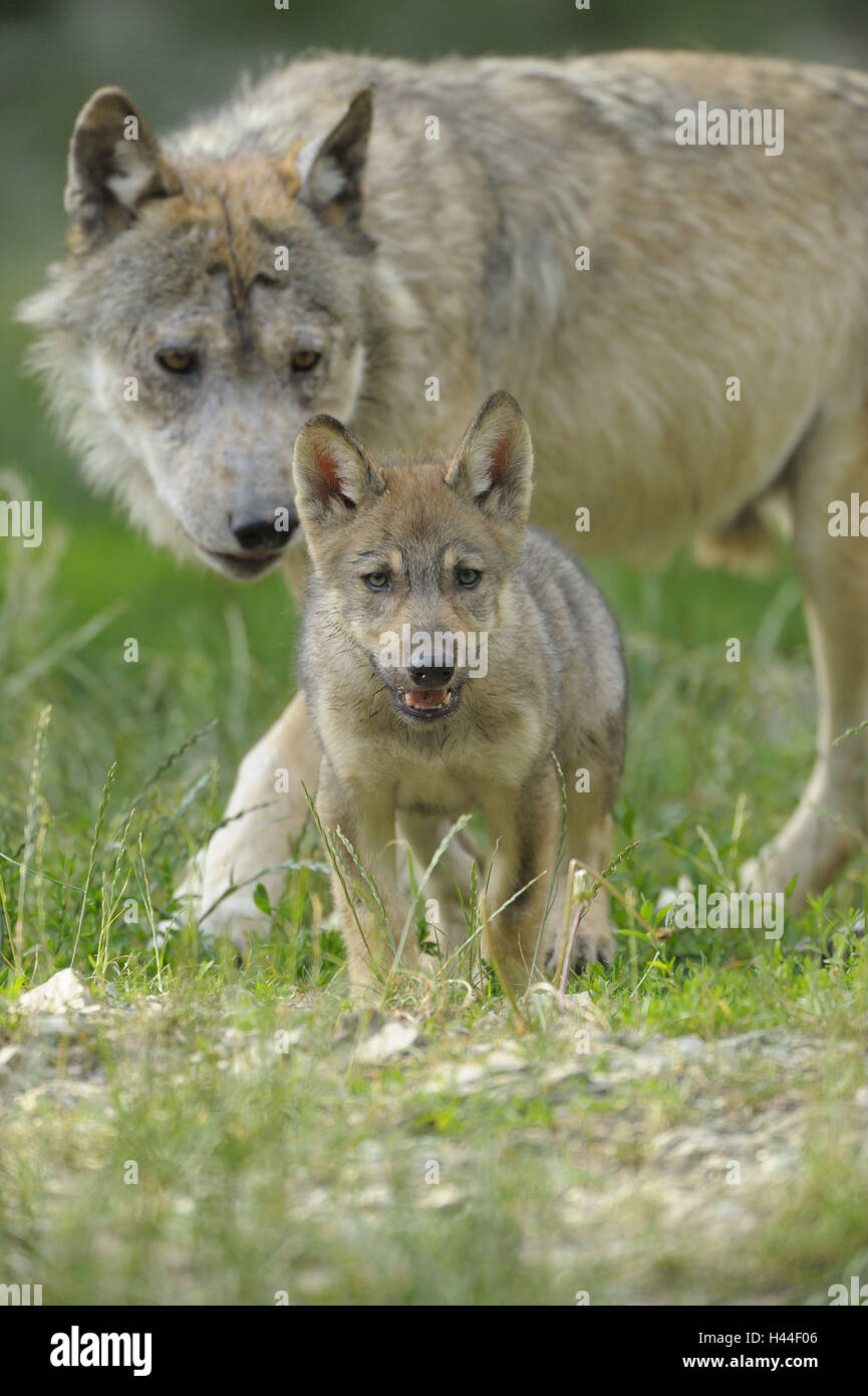 Old wolves hi-res stock photography and images - Alamy