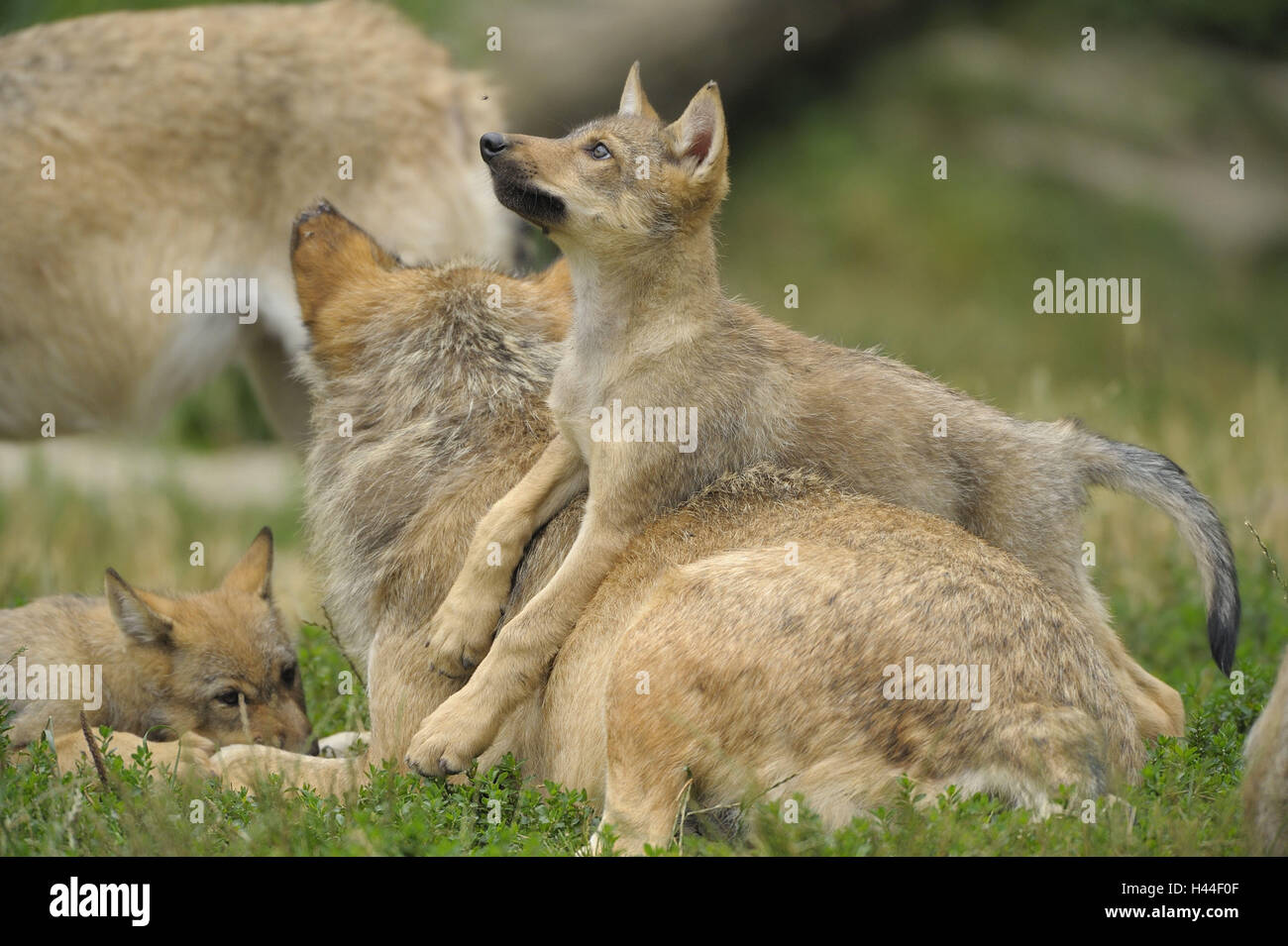 Wolves, Canis lupus, puppy with Old animal, play Stock Photo - Alamy