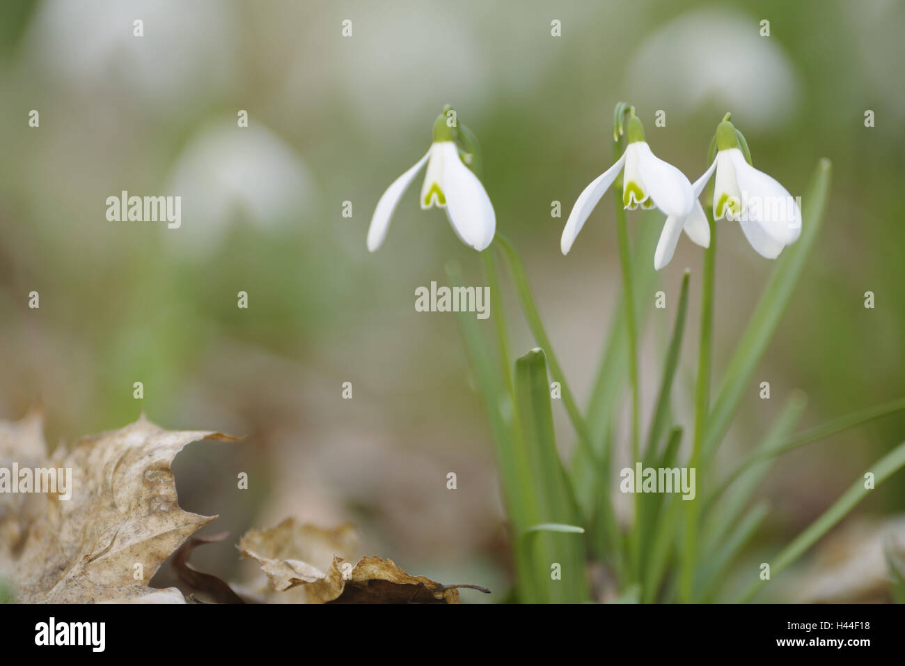 Snow little bells, Galanthus nivalis Stock Photo - Alamy