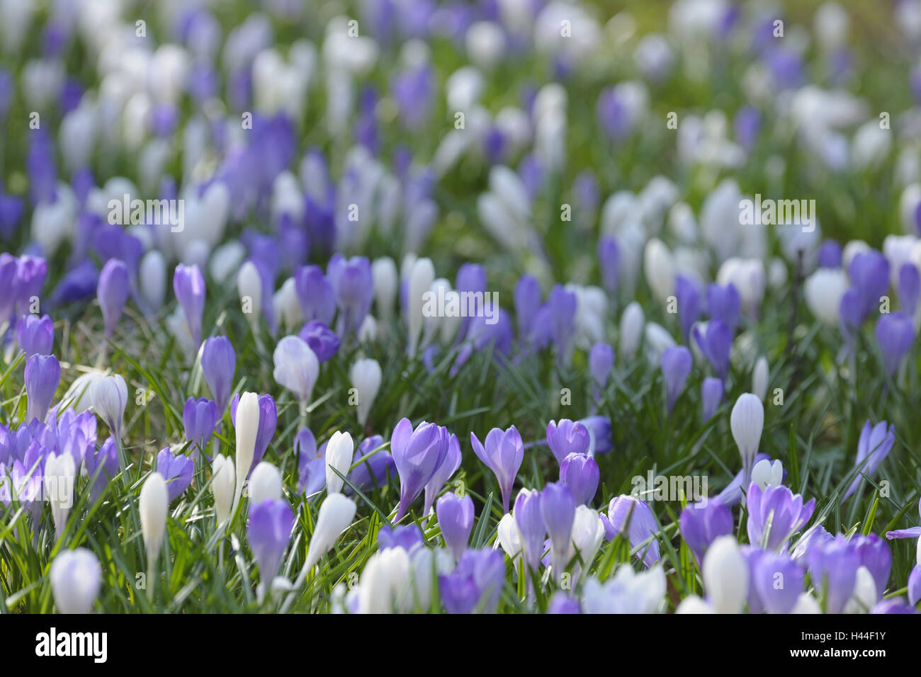 Neapolitanus hi-res stock photography and images - Alamy