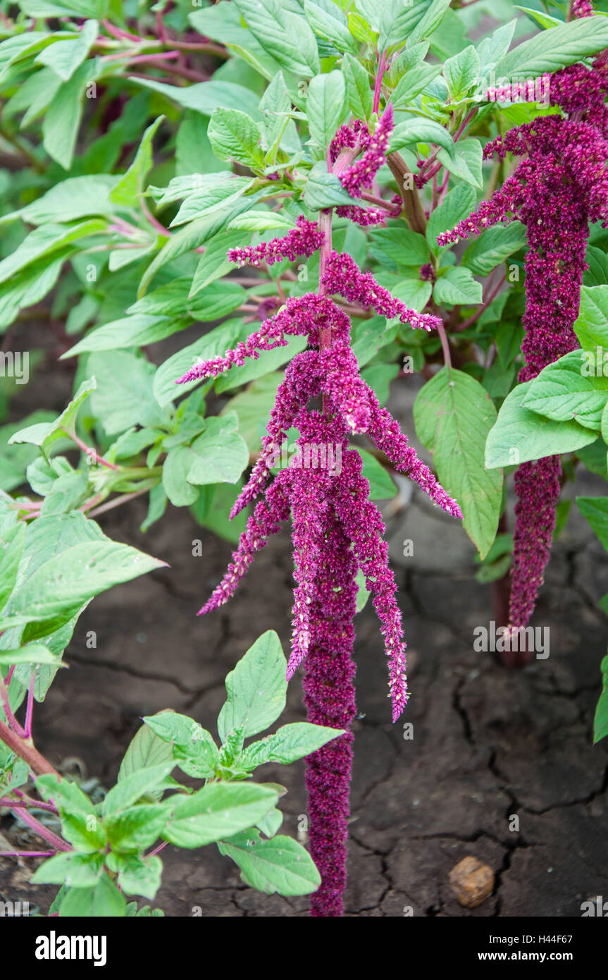 Amaranth one family amaranthaceae hi-res stock photography and images ...