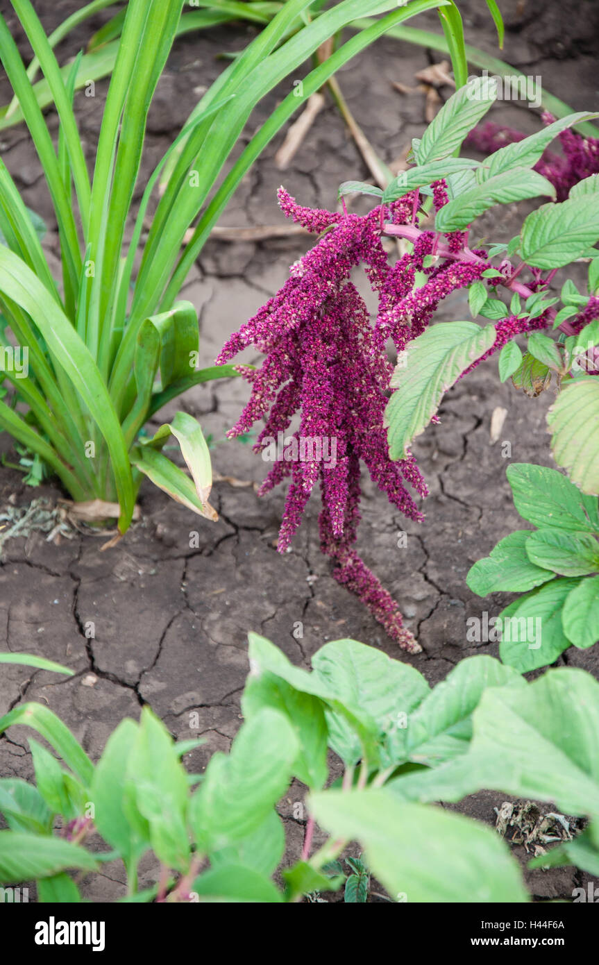 Amaranth One Family Amaranthaceae High Resolution Stock Photography and ...
