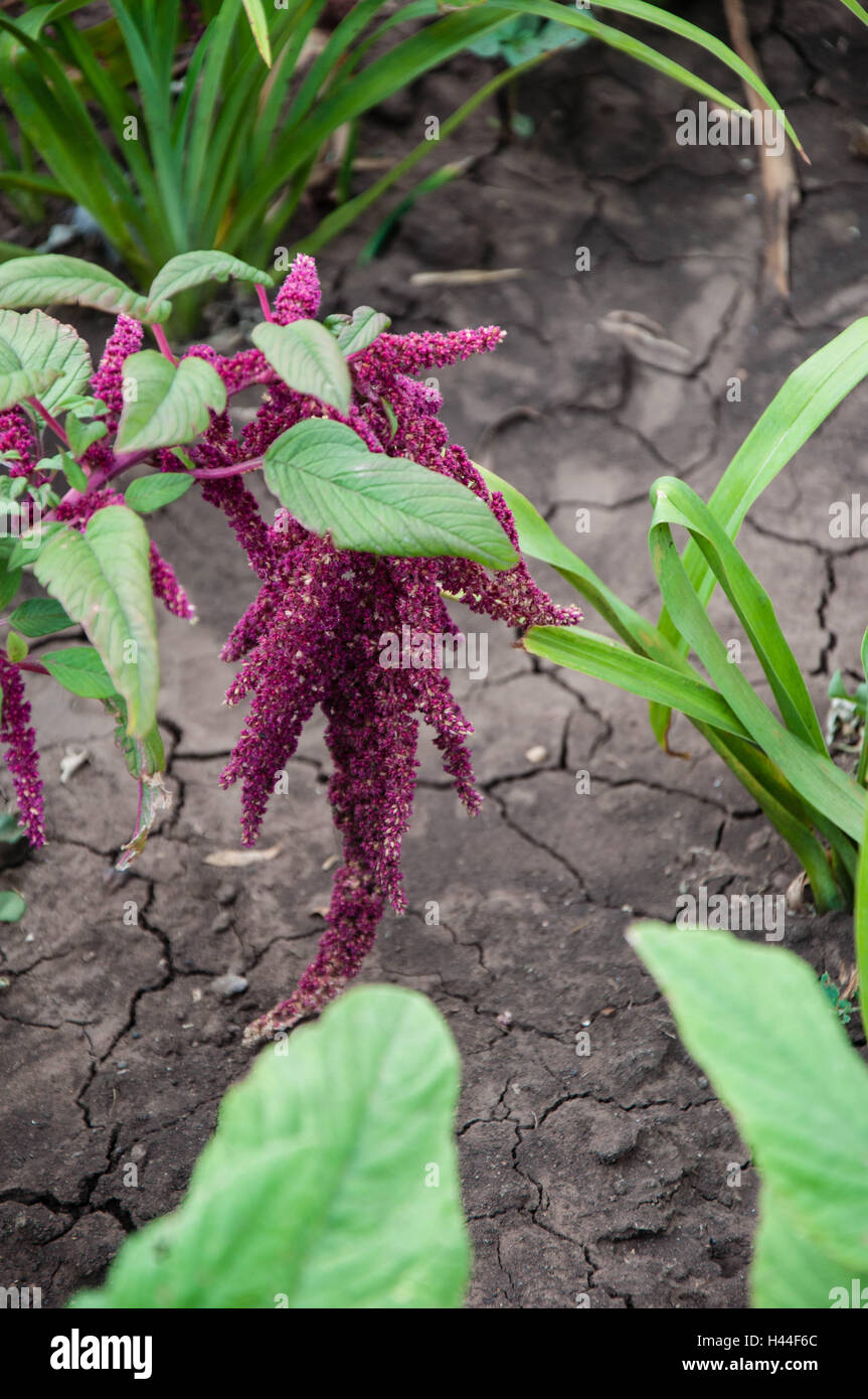 Amaranth is one of the family Amaranthaceae Stock Photo - Alamy