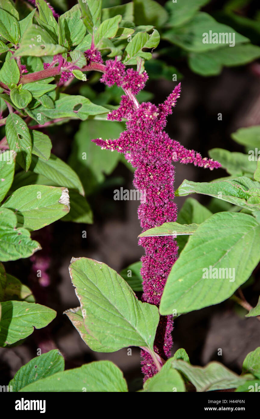 Amaranth is one of the family Amaranthaceae Stock Photo - Alamy