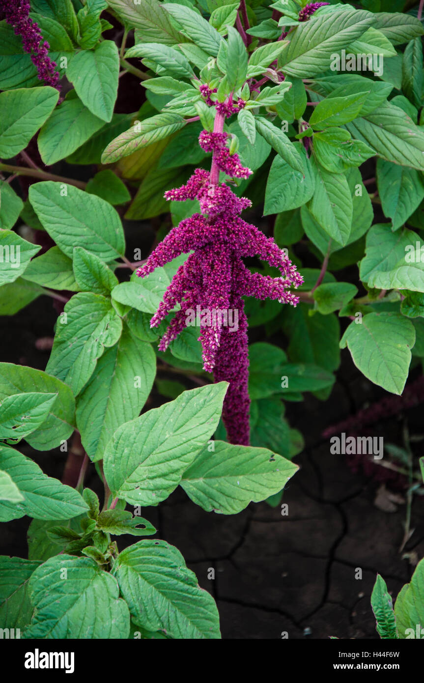 Amaranth is one of the family Amaranthaceae Stock Photo - Alamy