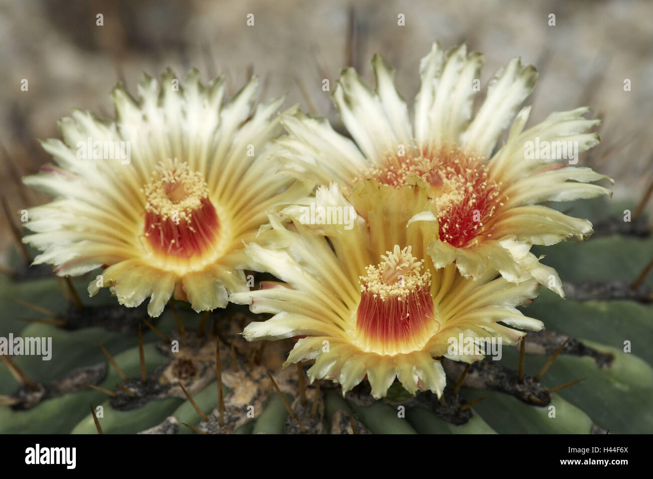 Medium cactus hi-res stock photography and images - Alamy
