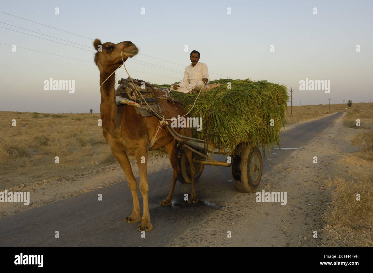 Camel Carriage High Resolution Stock Photography and Images - Alamy