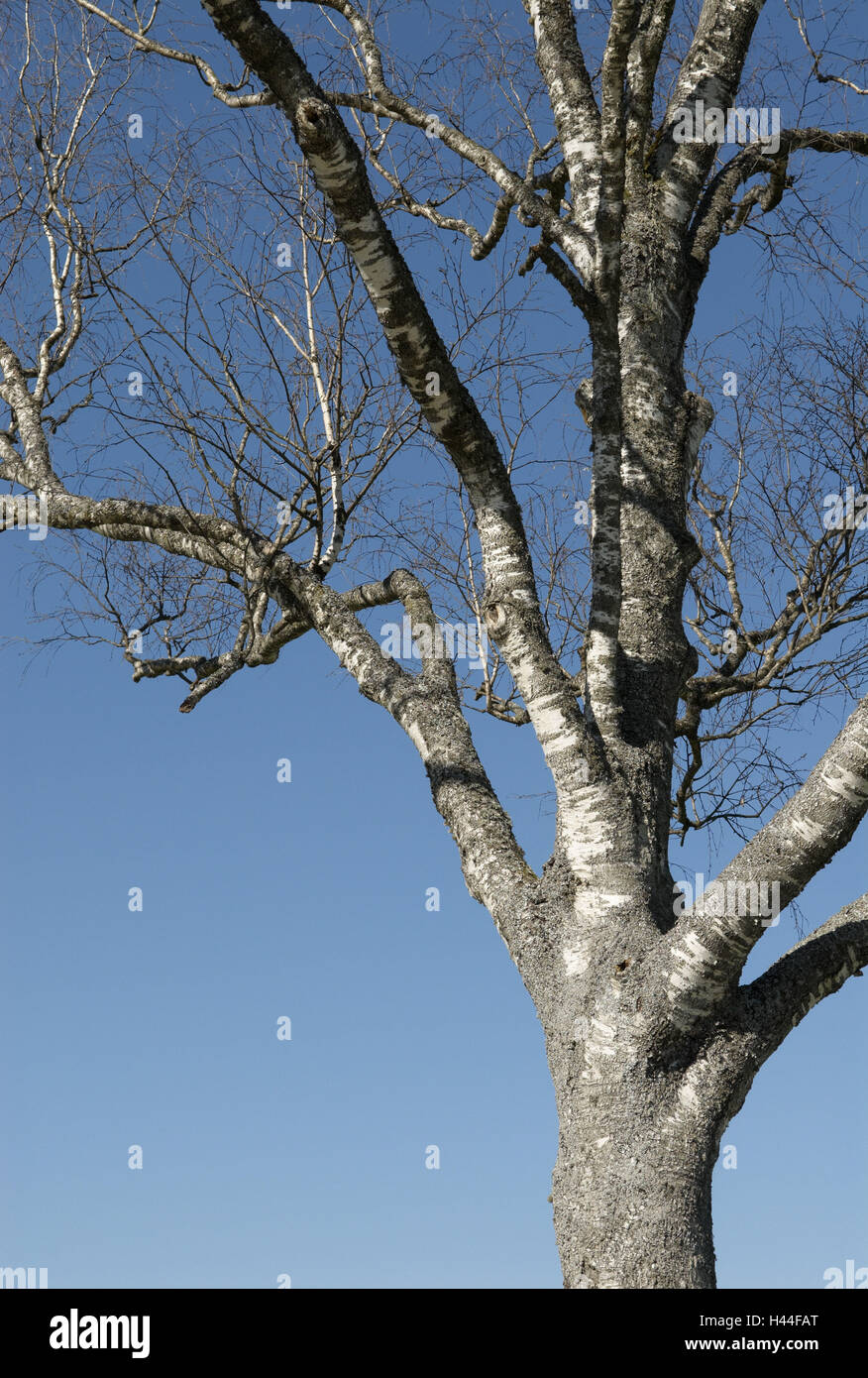 Tree, branches, strain, heaven, blue Stock Photo - Alamy