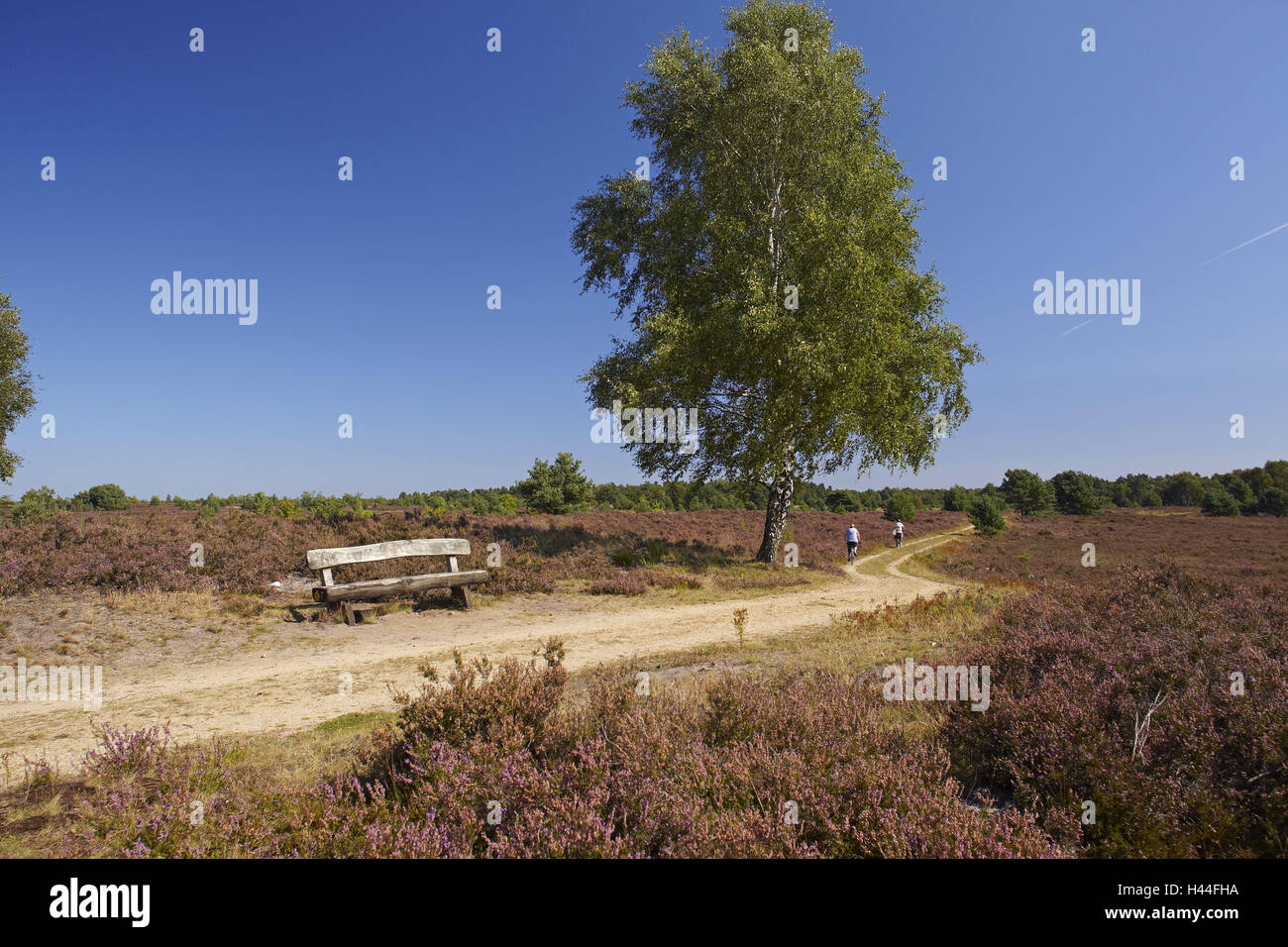 Germany, Lower Saxony, Lüneburger moor, moor way, cyclist Stock Photo ...