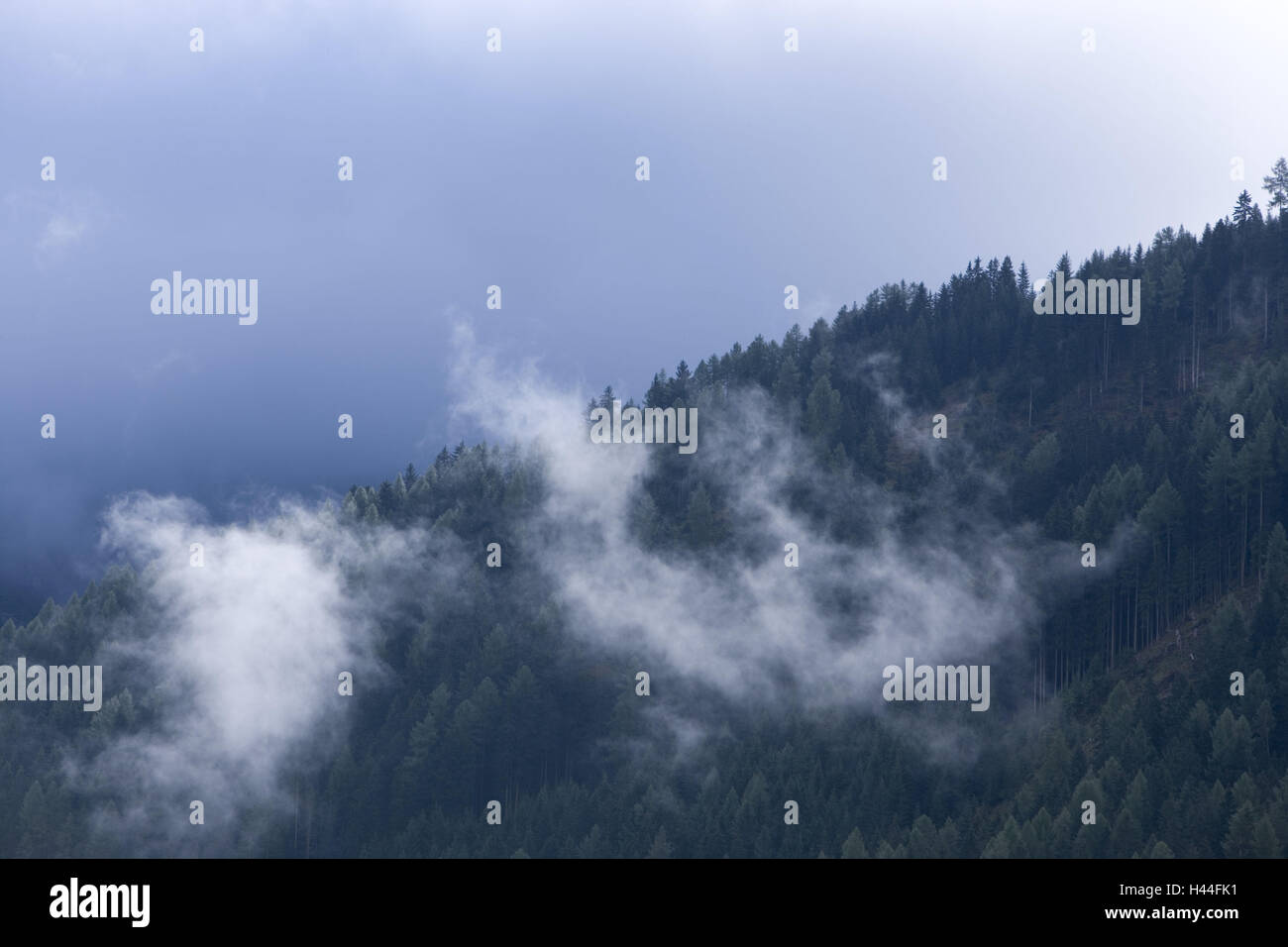 Mountain wood, fog patches Stock Photo - Alamy