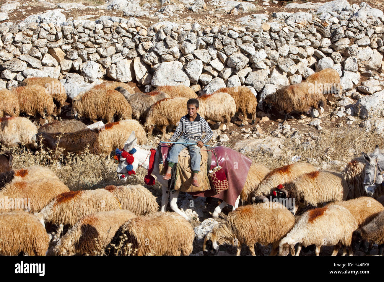 Bedouin sheep shepherd syria hi-res stock photography and images - Alamy