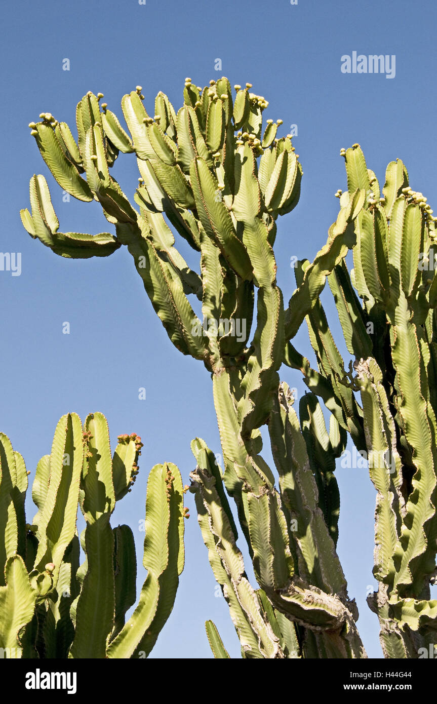 Cactus, Spain, Canary islands, Lanzarote Stock Photo - Alamy