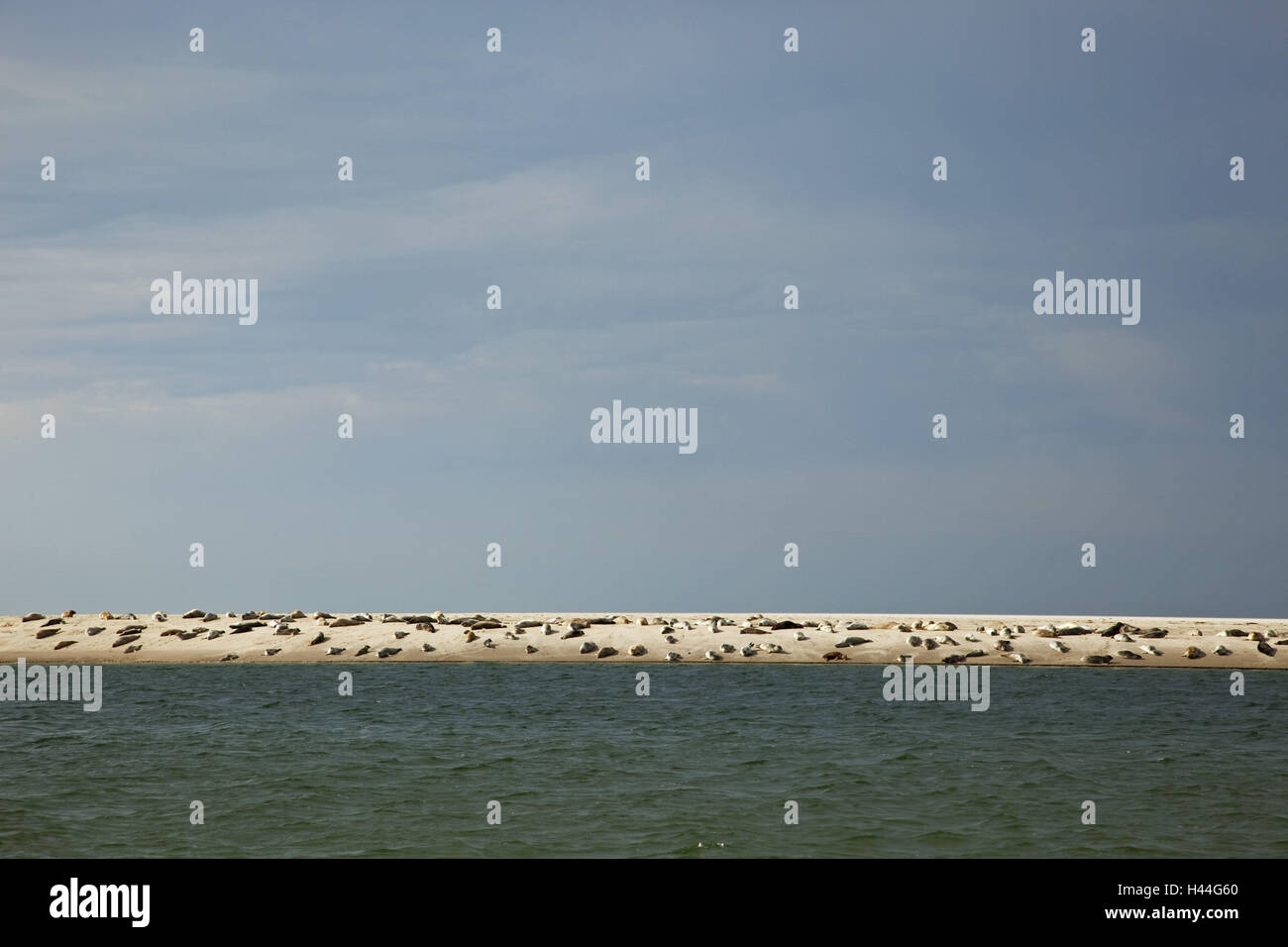 Robben, Sand bank Stock Photo - Alamy