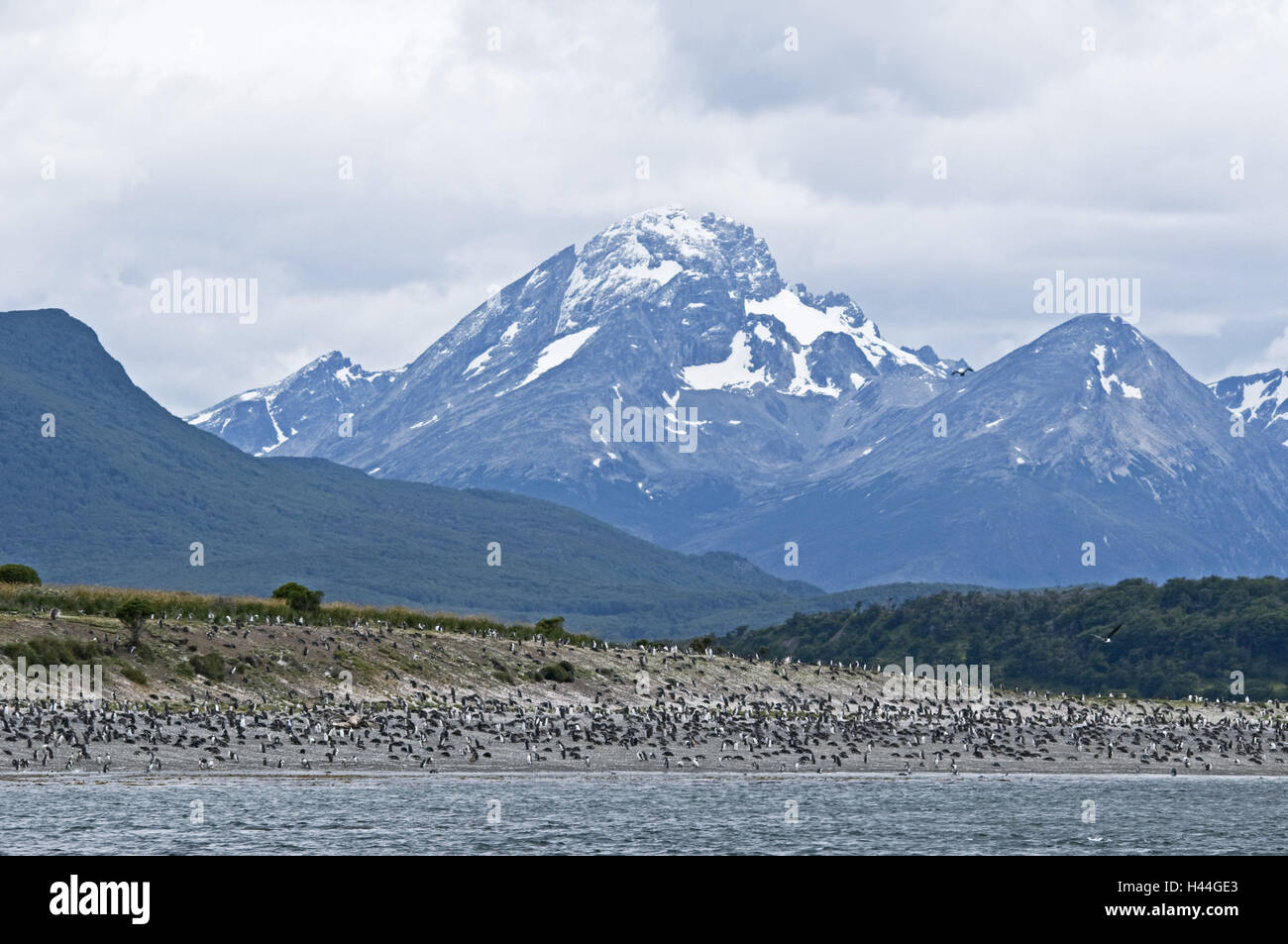 Argentina, Tierra del Fuego, beagle channel, Martillo island, Andes ...