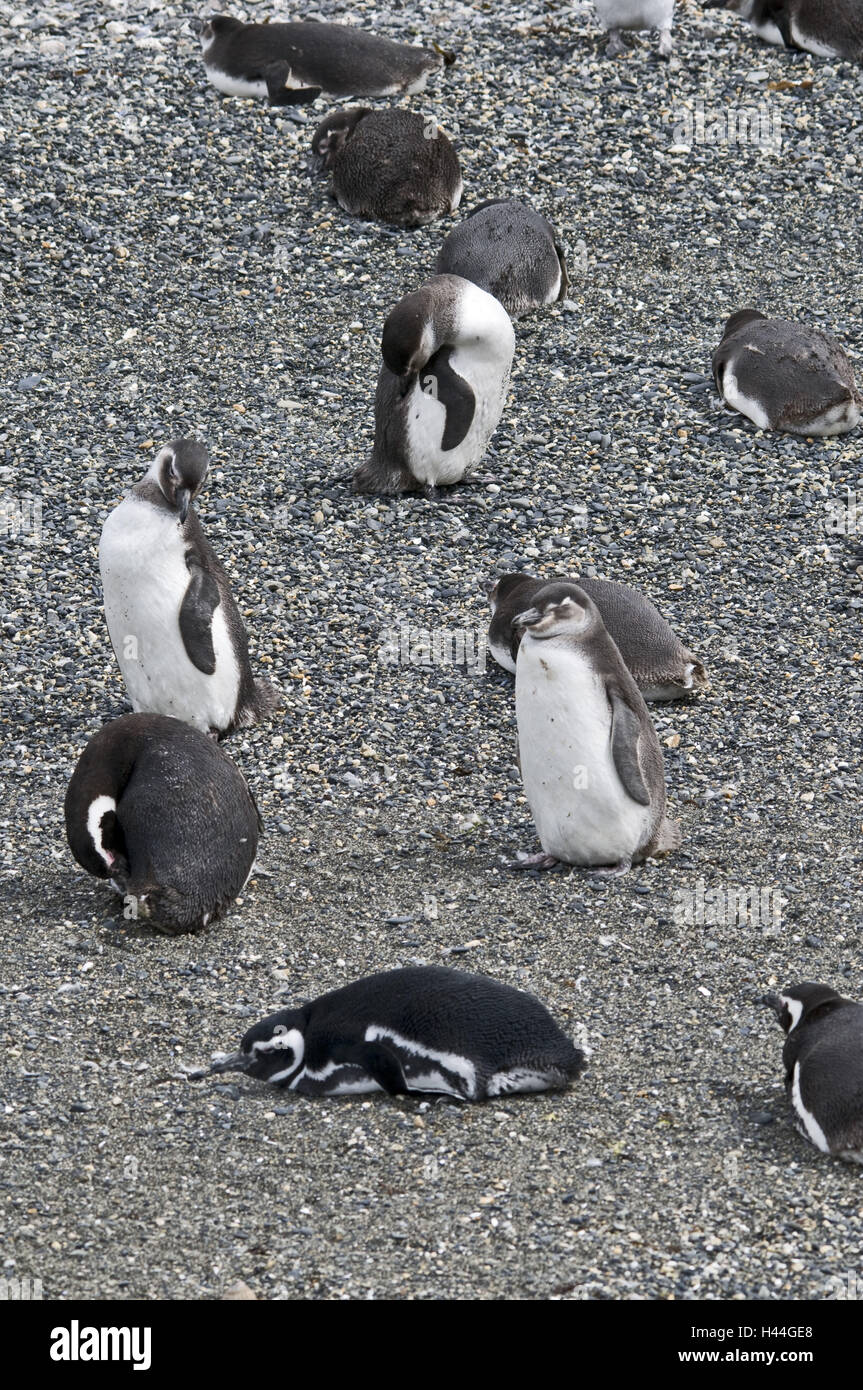 Argentina, Tierra del Fuego, beagle channel, Martillo island, penguin's ...
