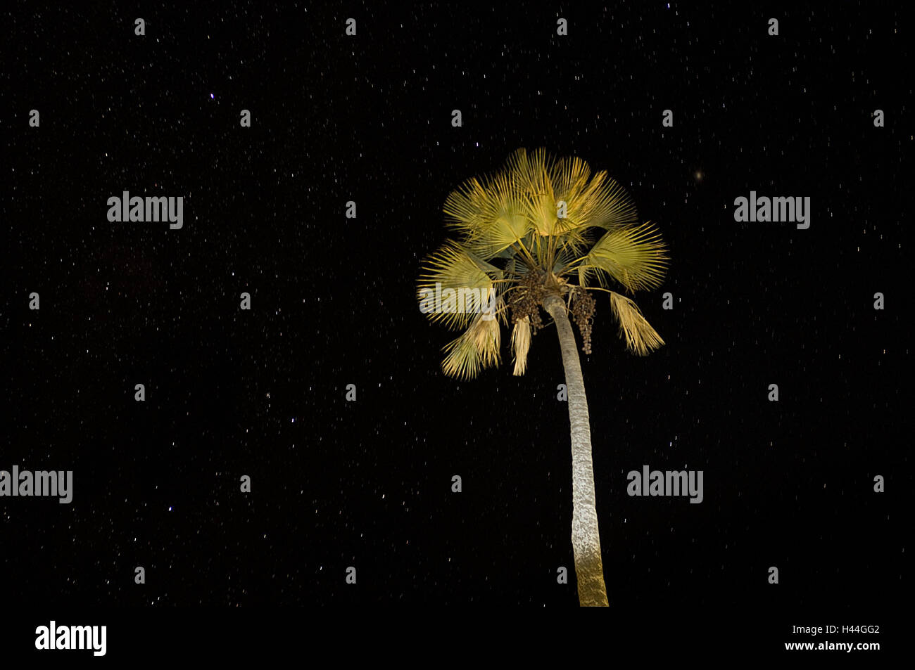Palm tree starry night sky hi-res stock photography and images - Alamy