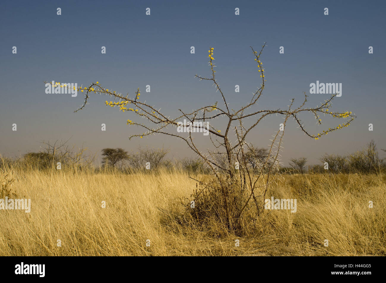 Camel spike acacia hi-res stock photography and images - Alamy