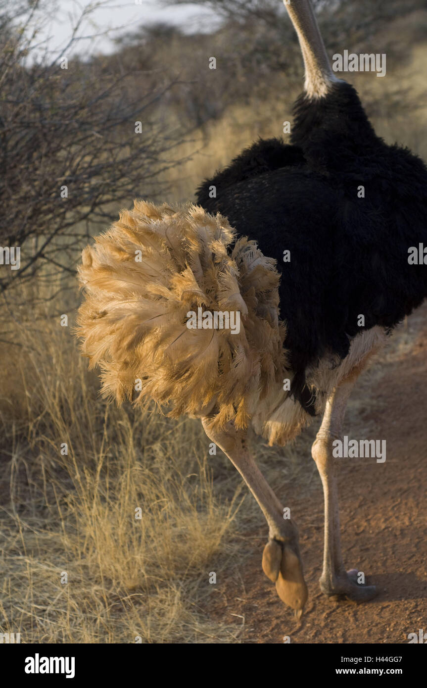 Africa, Namibia, close Karibib, ostrich, detail, back view Stock Photo ...