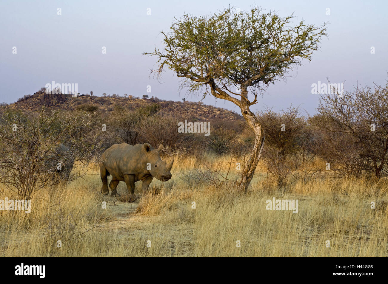 Karibib hi-res stock photography and images - Alamy