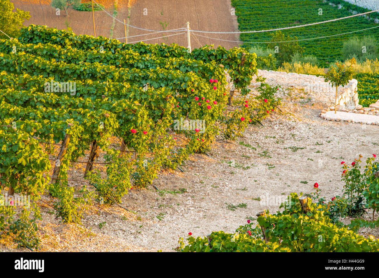 green vineyards in the countryside of the Itria Valley in Puglia Stock ...
