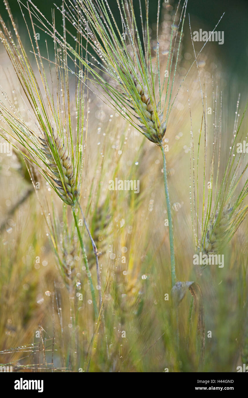 Barley, wet, detail Stock Photo - Alamy