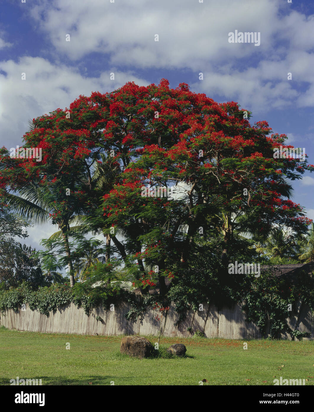 Mauritius flamboyant tree flame tree hi-res stock photography and ...