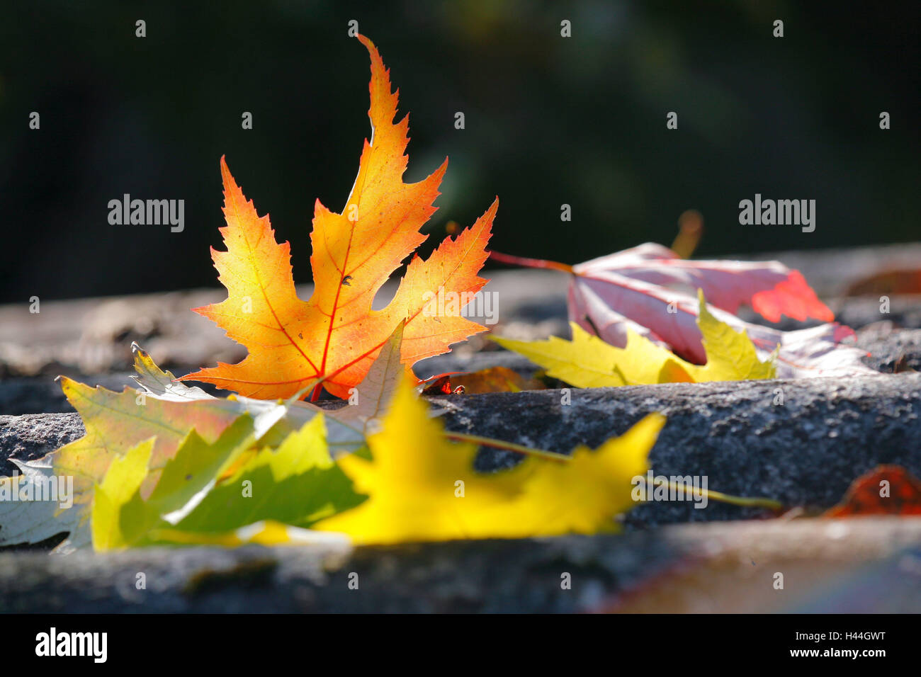 Autumn foliage, silver maple, Acer saccharinum, leaves, verfäfrbt ...