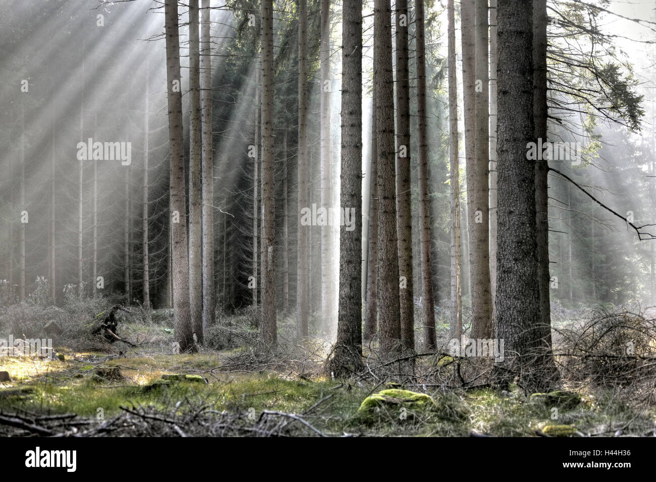 Long beams hi-res stock photography and images - Alamy