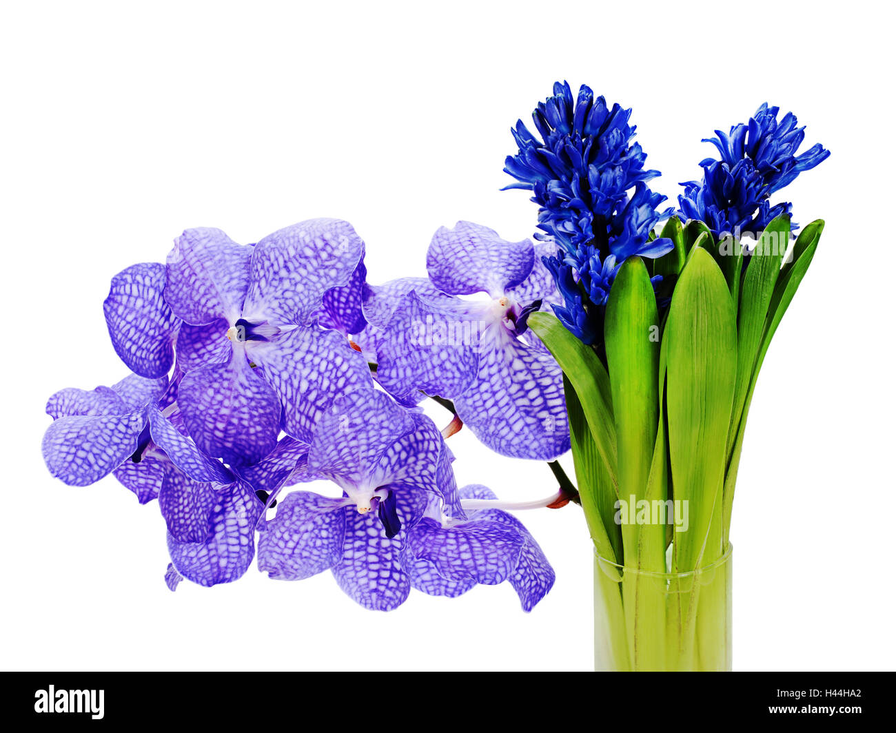 Colorful bouquet from hyacinth flowers arrangement centerpiece isolated ...
