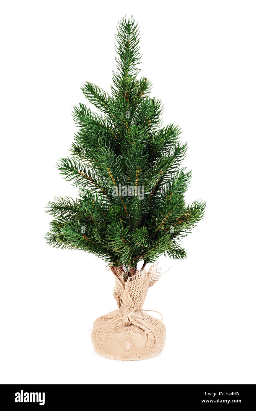 Fir tree for Christmas isolated on white background Stock Photo - Alamy