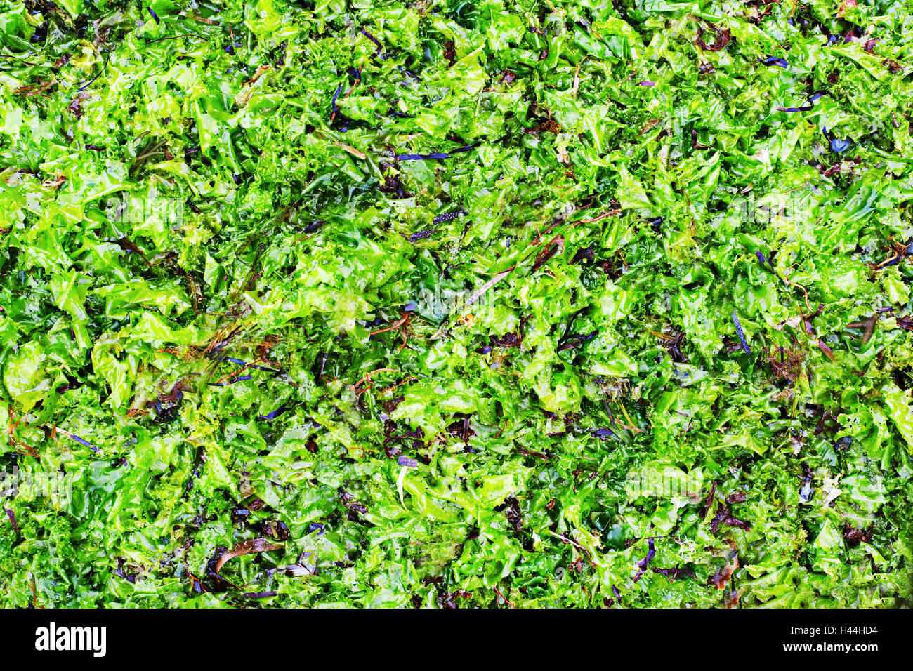 Dried and fresh seaweed for use as background. Closeup Stock Photo - Alamy