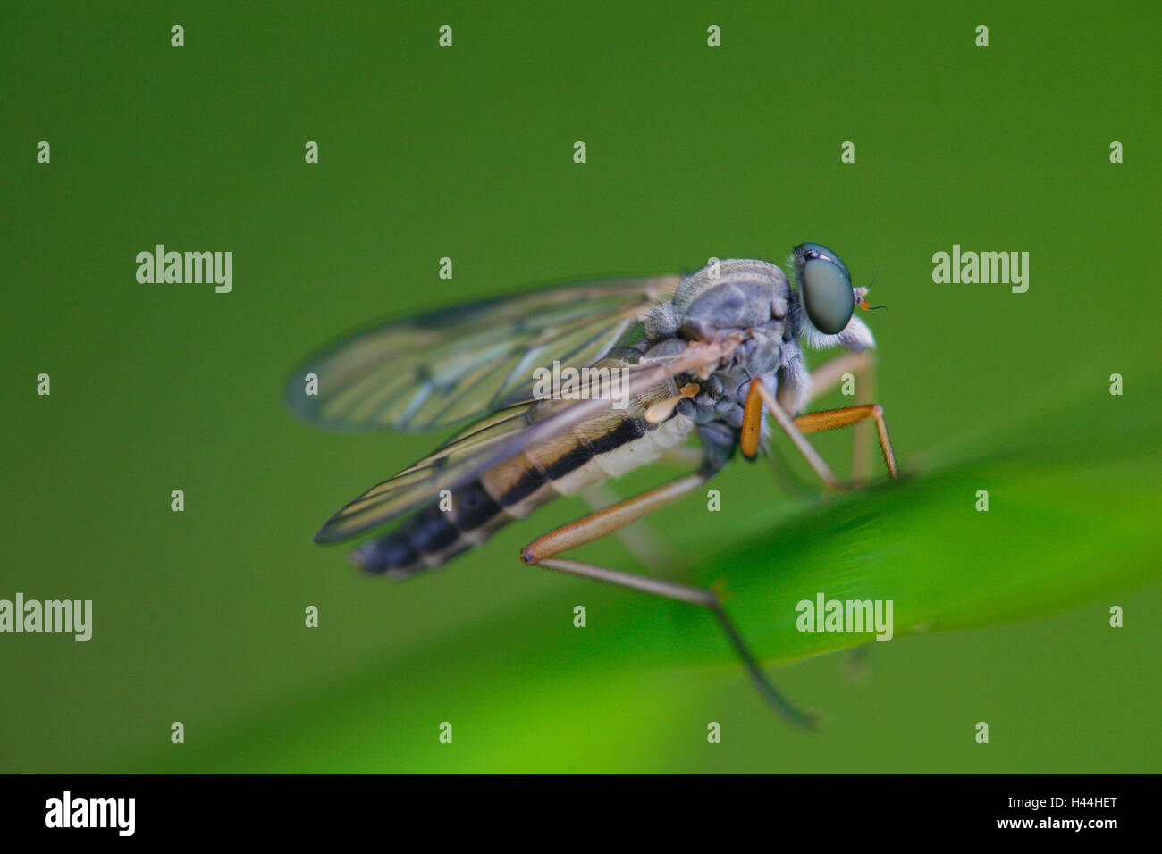 Fly, blade grass, diptera, insects, grass, blade grass, nature, meadow ...