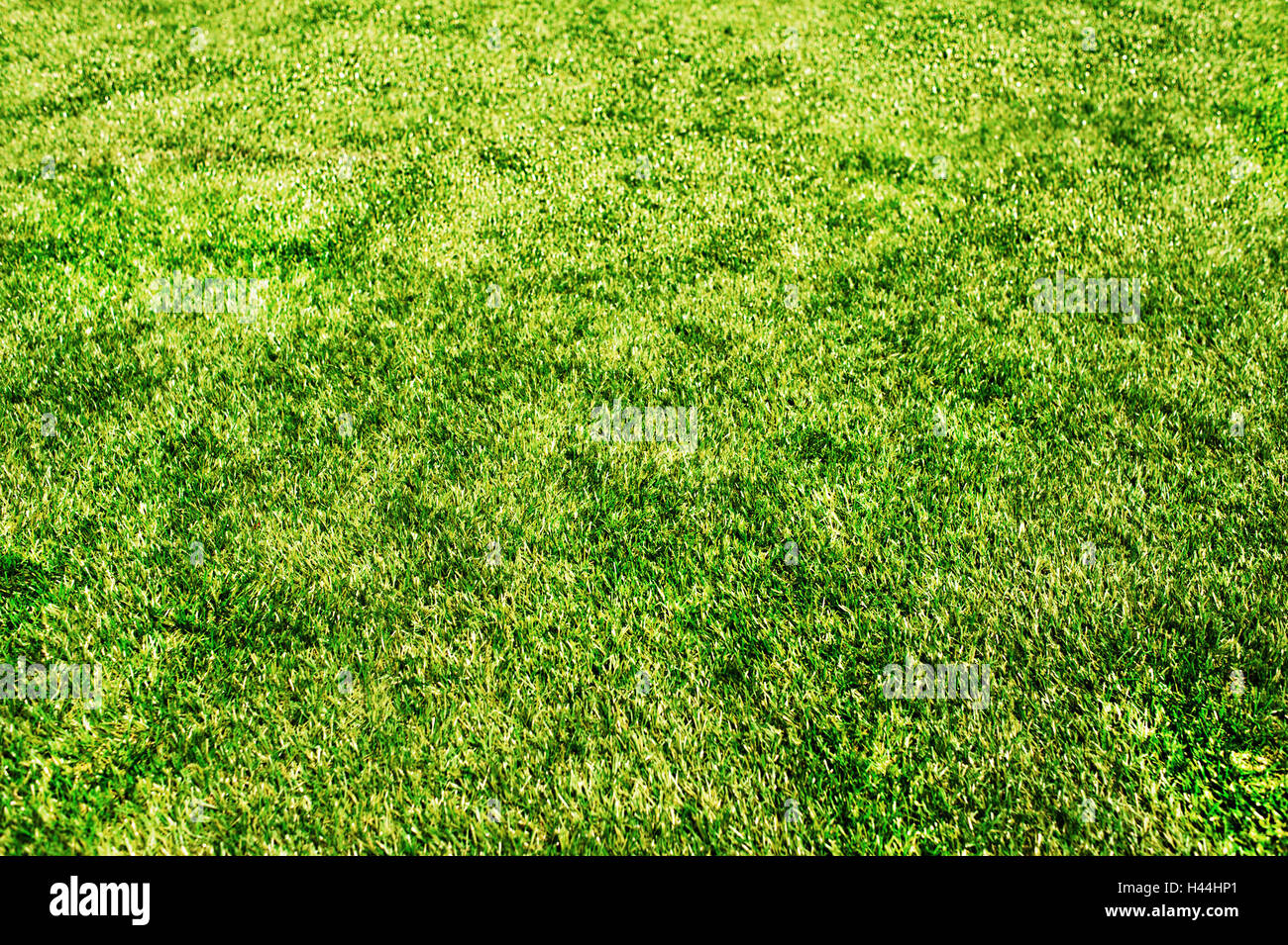 Green grass background texture. Element for design. Closeup Stock Photo ...