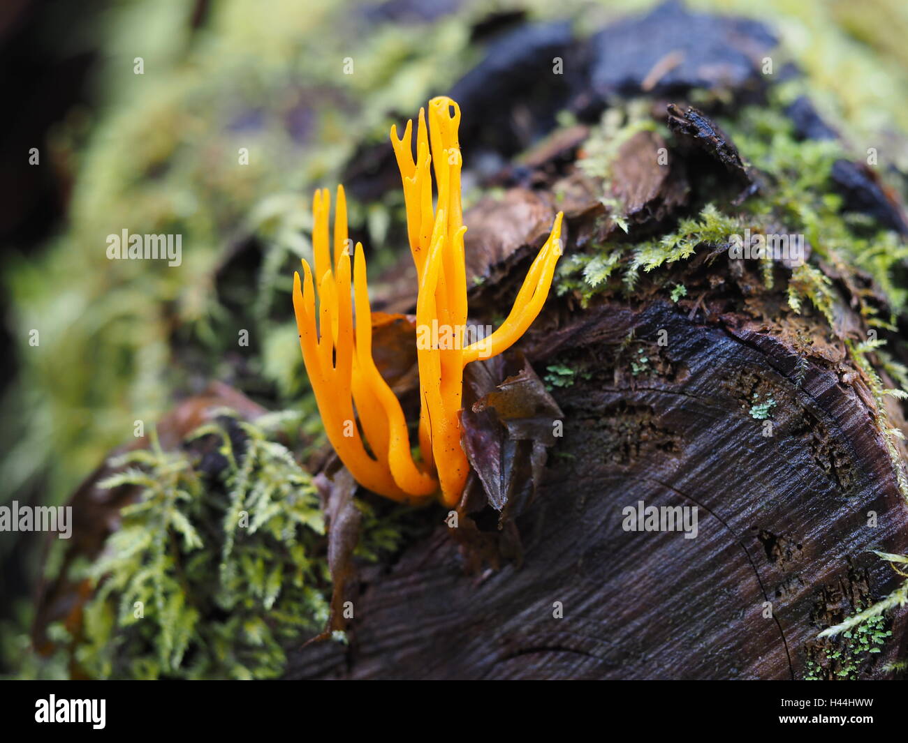 orange Ramaria flava mushroom in the forest Stock Photo - Alamy