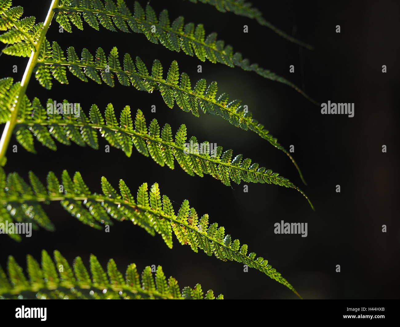 Fern in the forest Stock Photo - Alamy