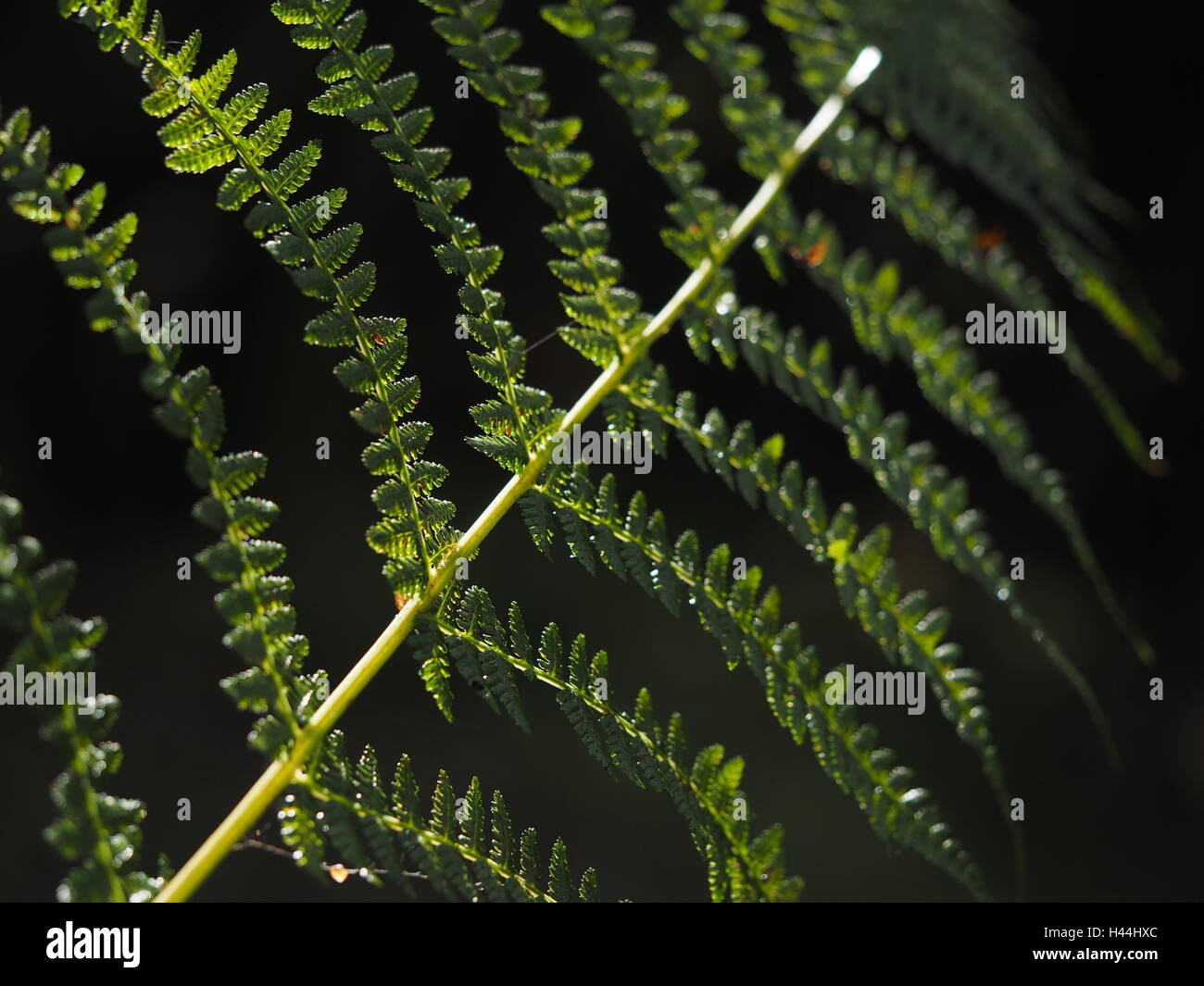 Fern in the forest Stock Photo - Alamy