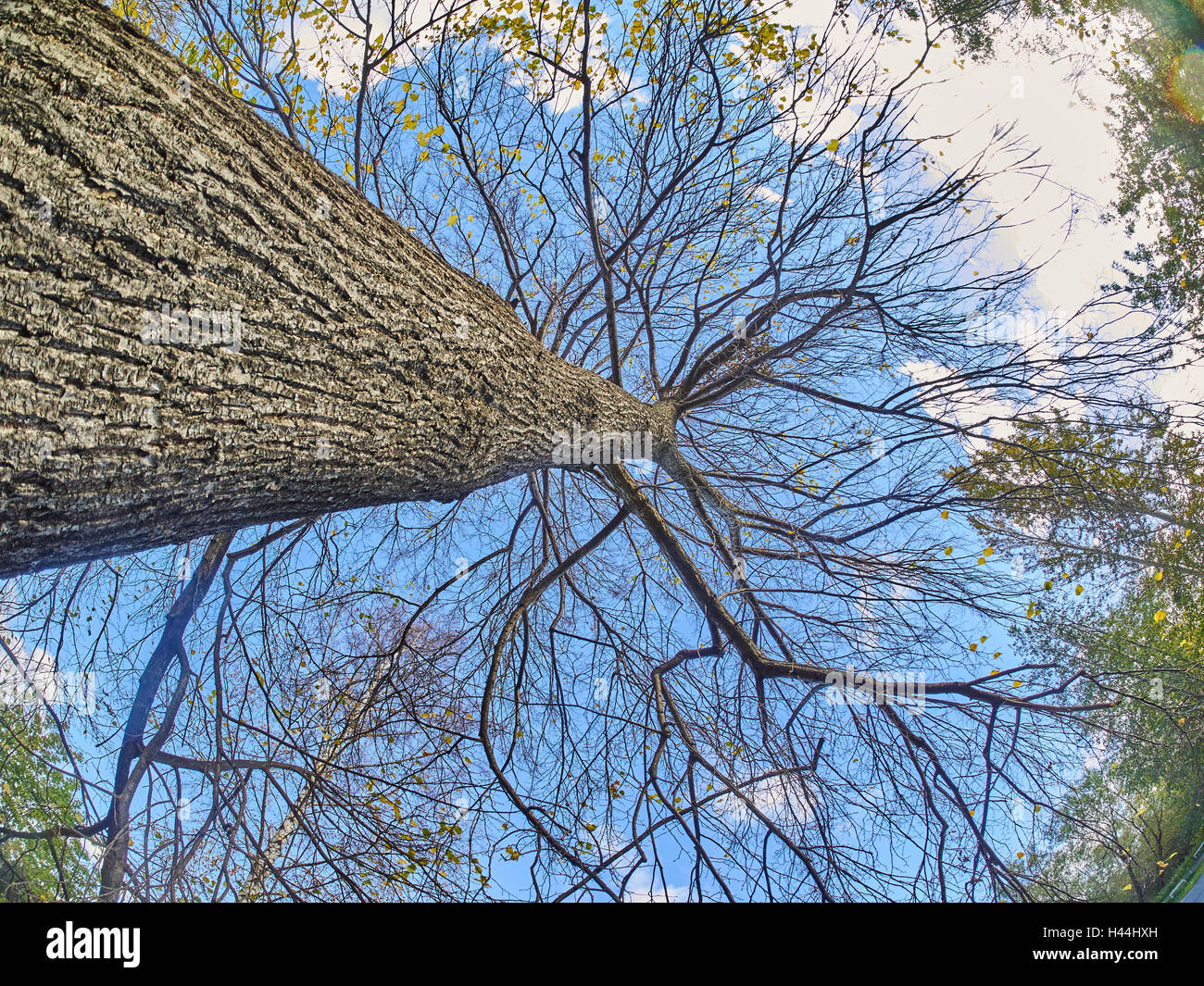 trees from the bottom up in the autumn park Stock Photo - Alamy