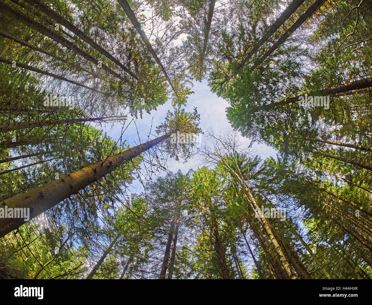 trees from the bottom up in the autumn park Stock Photo - Alamy