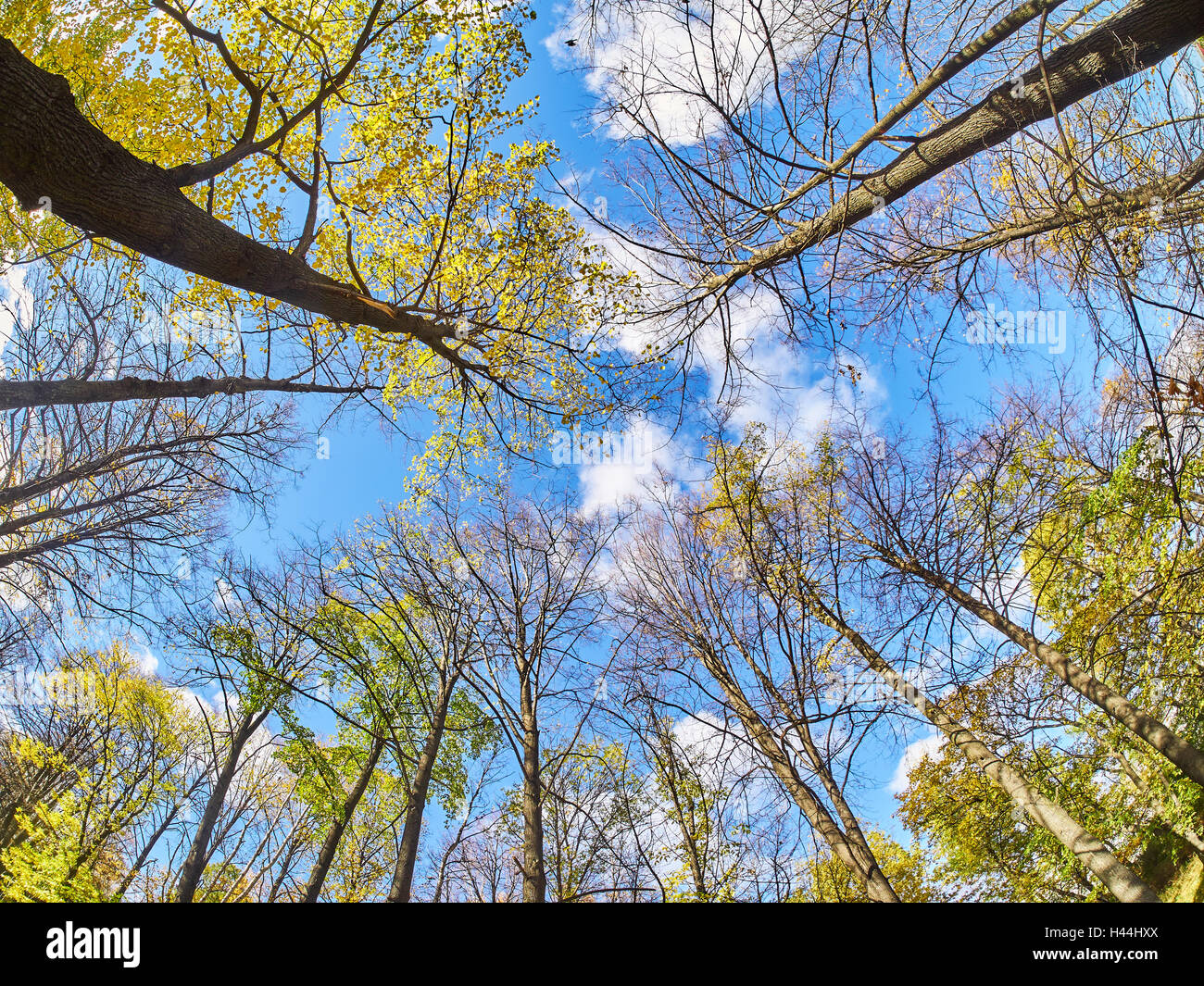 trees from the bottom up in the autumn park Stock Photo - Alamy