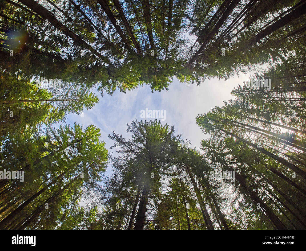 Autumnal aspen fir trees hi-res stock photography and images - Alamy