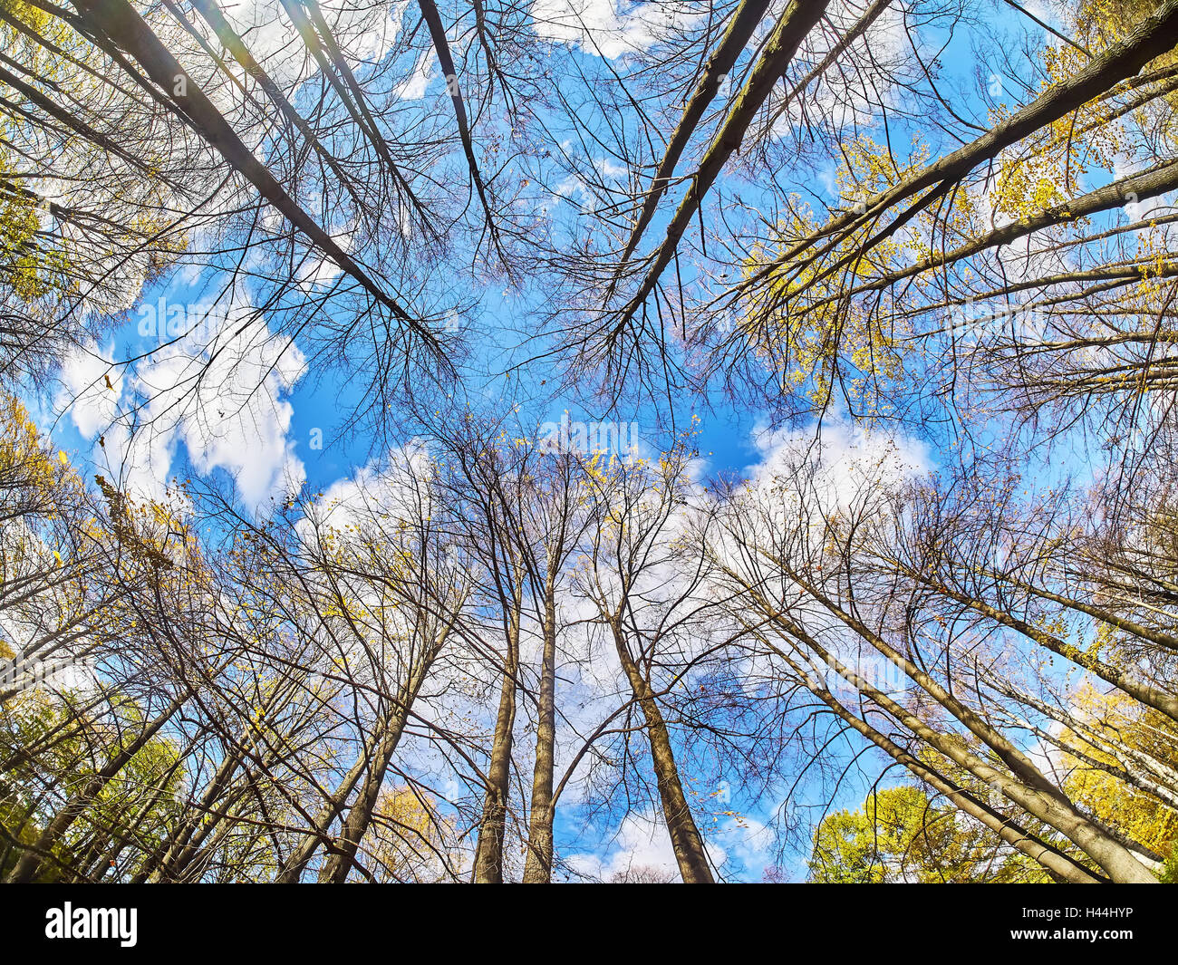 trees from the bottom up in the autumn park Stock Photo - Alamy