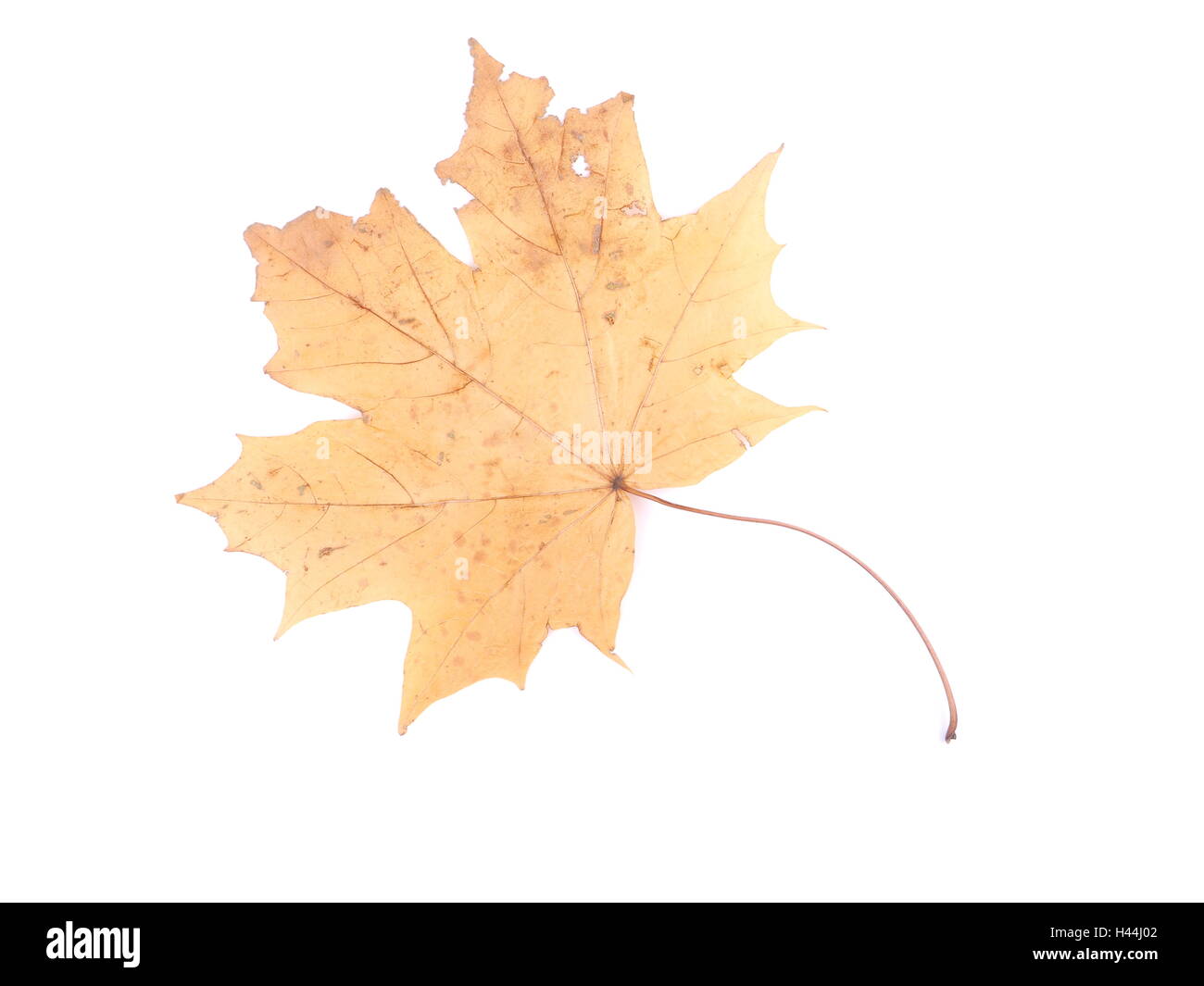 dry maple leaf on a white background Stock Photo - Alamy