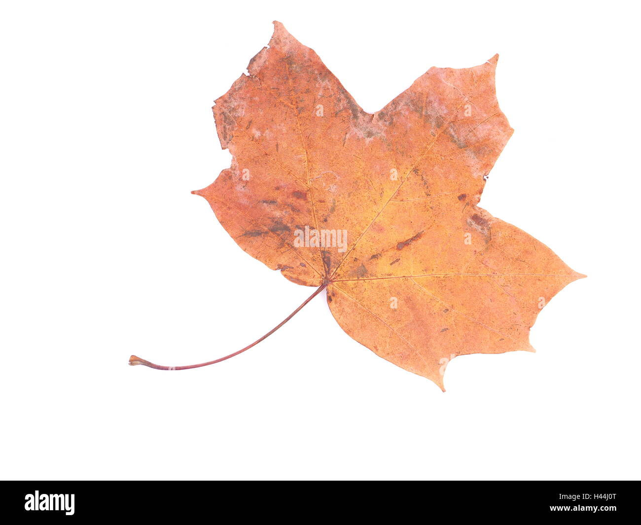 dry maple leaf on a white background Stock Photo - Alamy