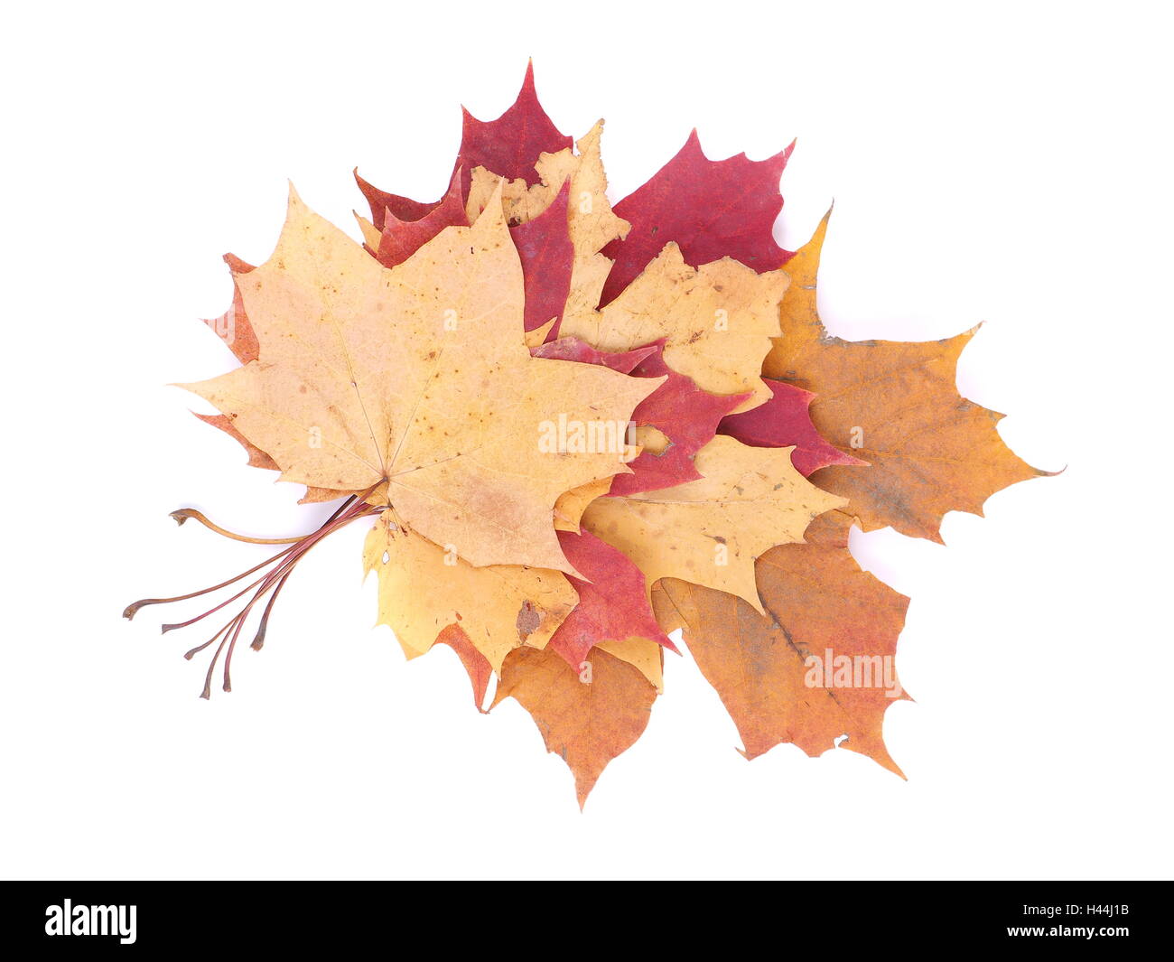 dry maple leaf on a white background Stock Photo - Alamy