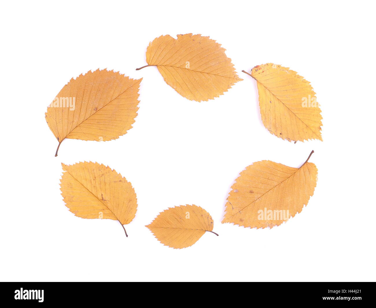 Autumn elm tree leaves Cut Out Stock Images & Pictures - Alamy