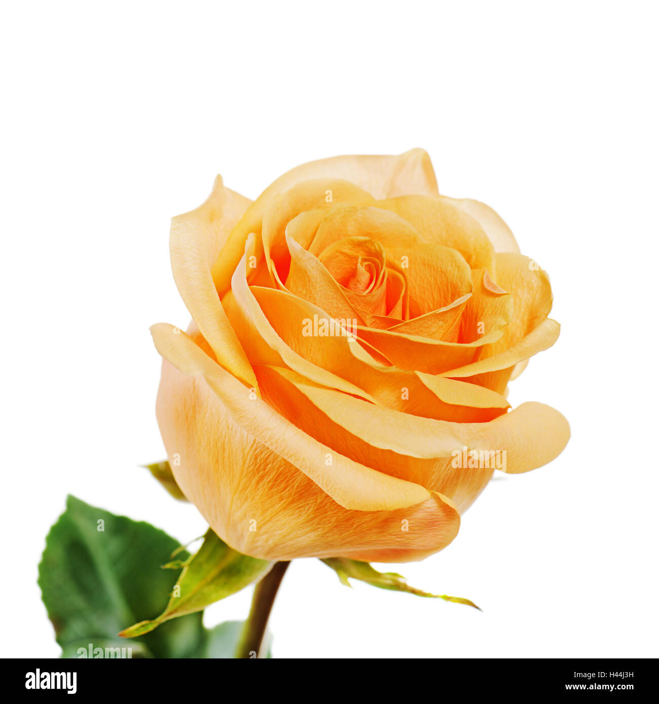 Yellow rose isolated on white background. Closeup Stock Photo - Alamy