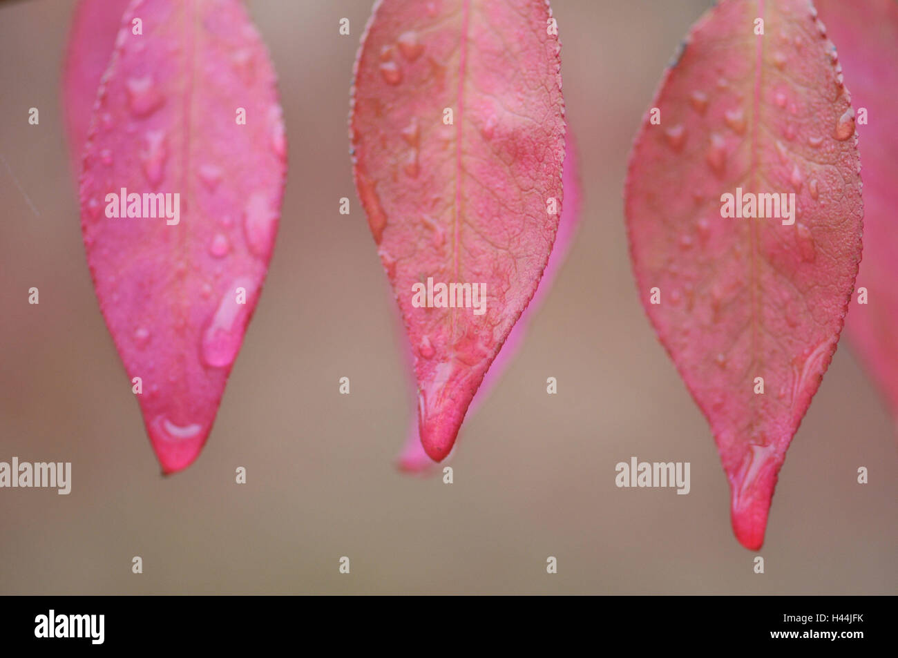 Three red leaves hi-res stock photography and images - Alamy