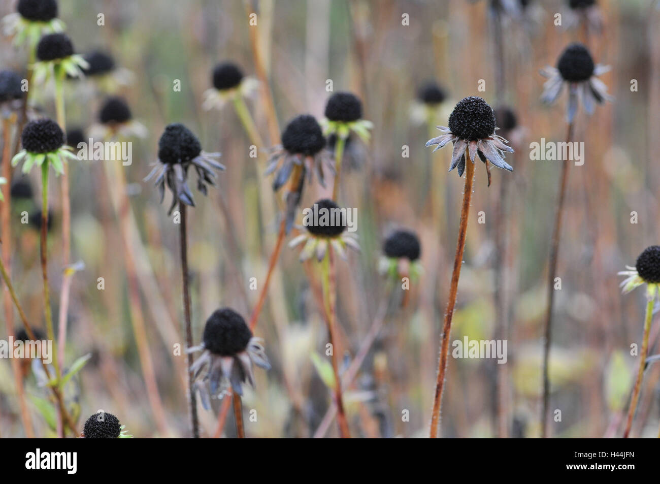 Flowers, withered, dried up, stalks, flower heads Stock Photo - Alamy