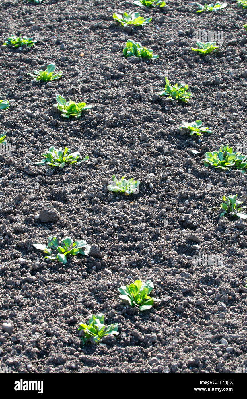 Early start lettuce hi-res stock photography and images - Alamy