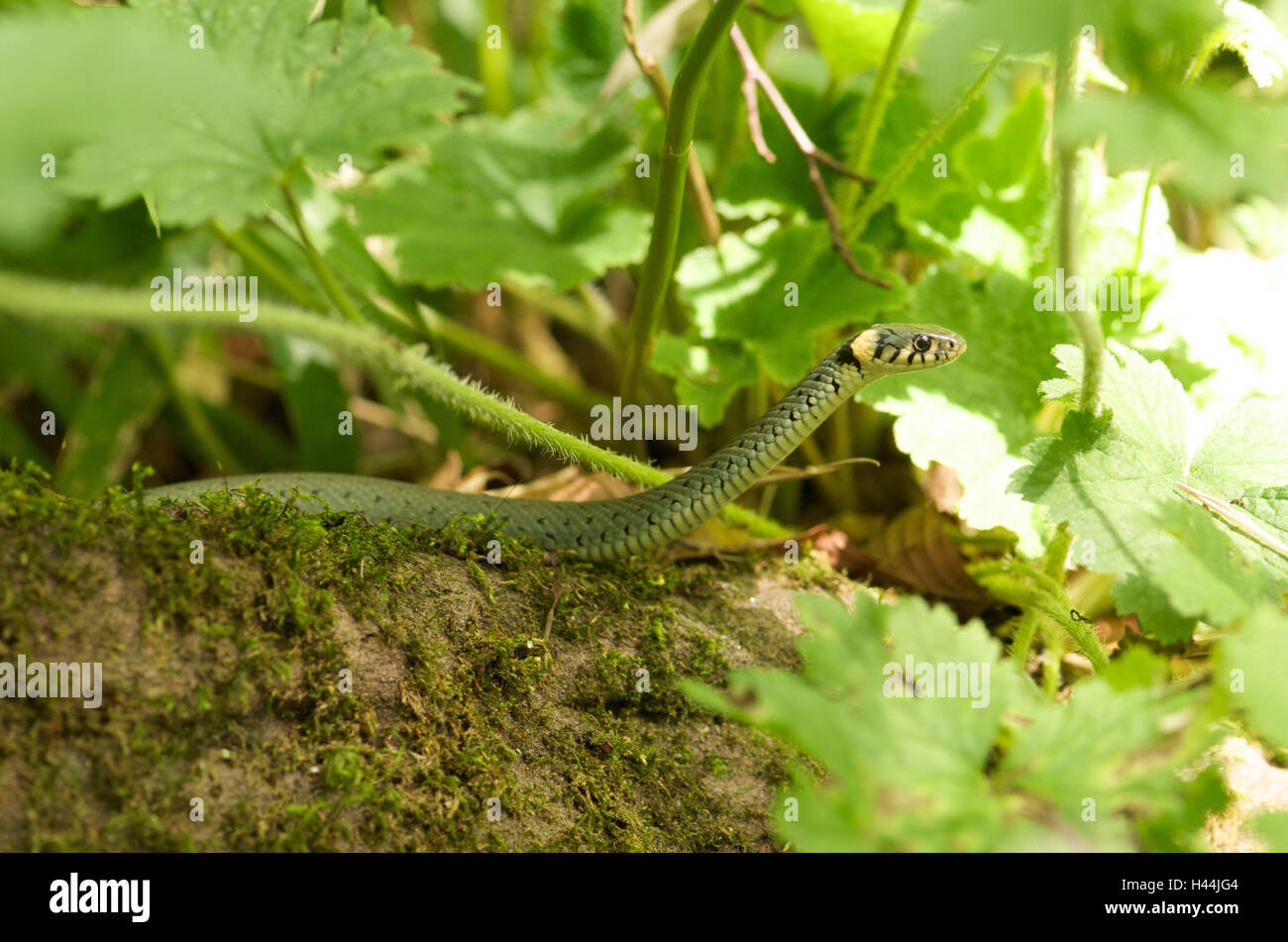 Ring snake, undergrowth, catching prey Stock Photo - Alamy